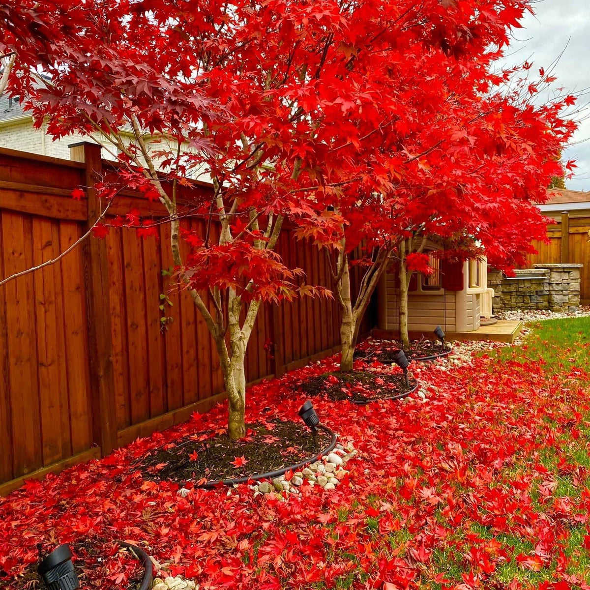 Buy Acer palmatum 'Fireglow' Japanese Maple — Mr Maple │ Buy Japanese ...