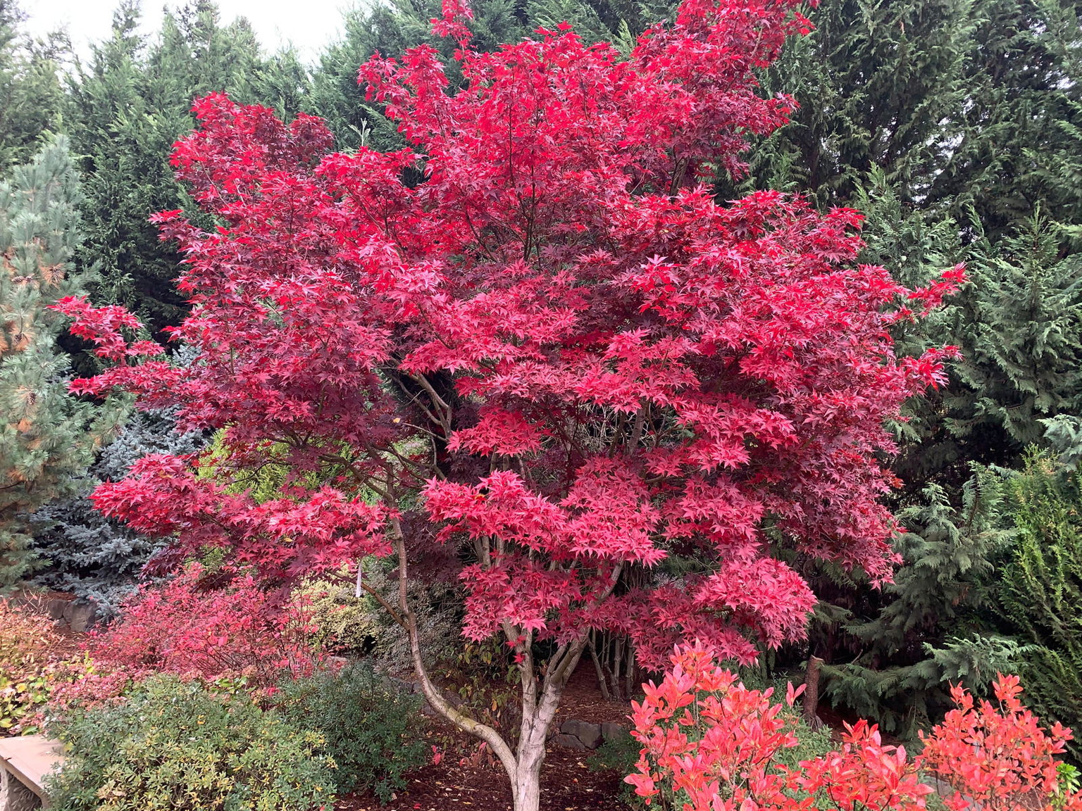 Buy Red Japanese Maples — Mr Maple │ Buy Japanese Maple Trees