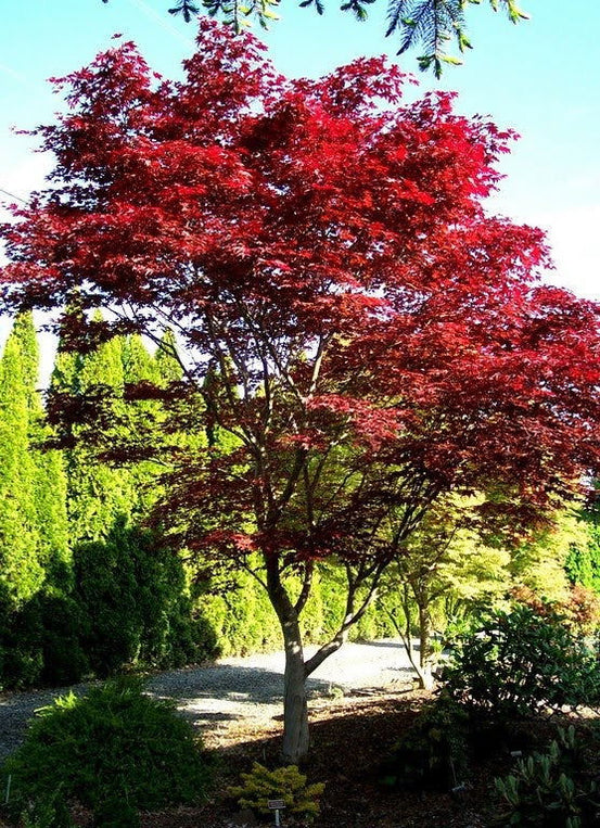 Buy Acer palmatum 'Fireglow' Japanese Maple — Mr Maple │ Buy Japanese ...