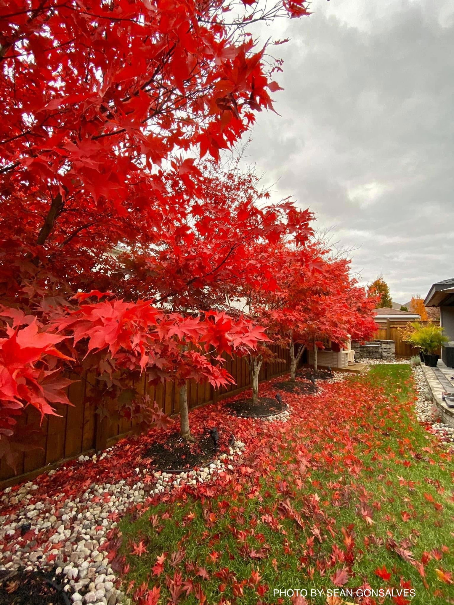 Buy Acer palmatum 'Fireglow' Japanese Maple — Mr Maple │ Buy Japanese ...
