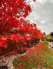 Buy Acer palmatum 'Fireglow' Japanese Maple — Mr Maple │ Buy Japanese ...