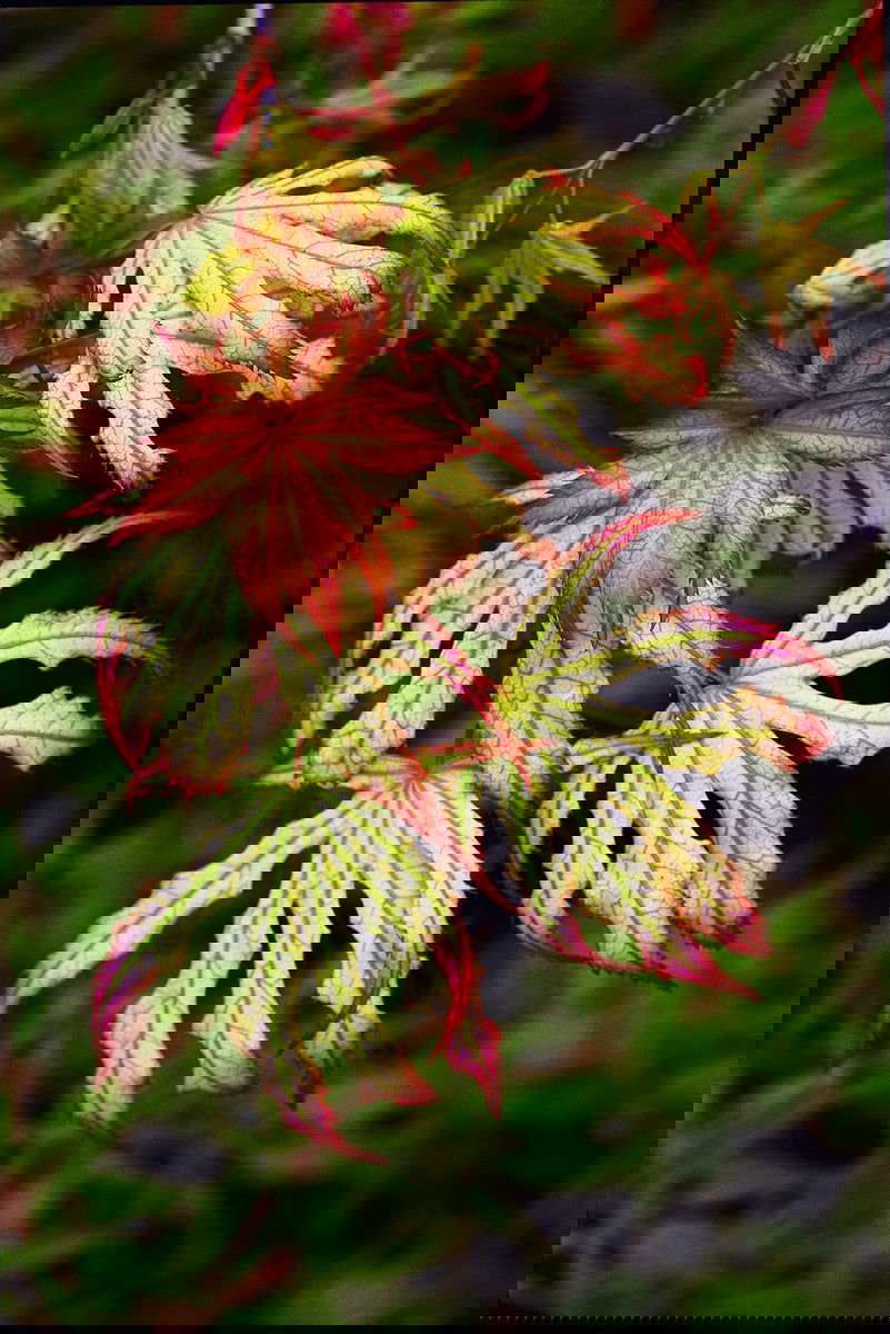 Buy Acer palmatum 'First Ghost' Japanese Maple — Mr Maple │ Buy ...