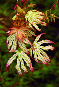 Buy Acer palmatum 'First Ghost' Japanese Maple — Mr Maple │ Buy ...