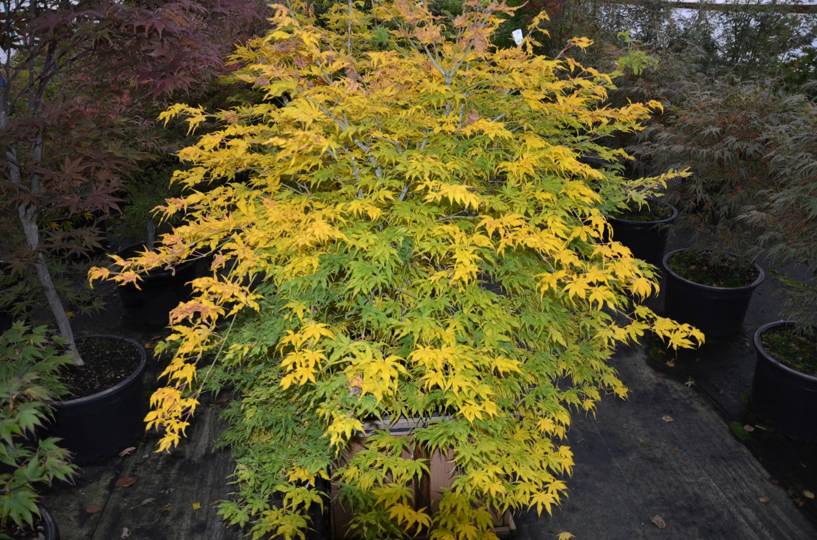 Buy Acer palmatum 'First Ghost' Japanese Maple — Mr Maple │ Buy ...