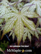 Buy Acer palmatum 'First Ghost' Japanese Maple — Mr Maple │ Buy ...