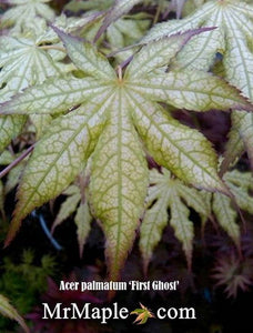 Buy Acer palmatum 'First Ghost' Japanese Maple — Mr Maple │ Buy ...