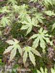 Buy Acer palmatum 'First Ghost' Japanese Maple — Mr Maple │ Buy ...