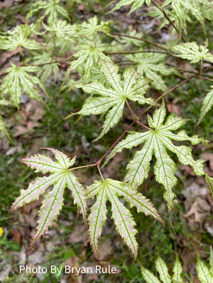 Buy Acer palmatum 'First Ghost' Japanese Maple — Mr Maple │ Buy ...