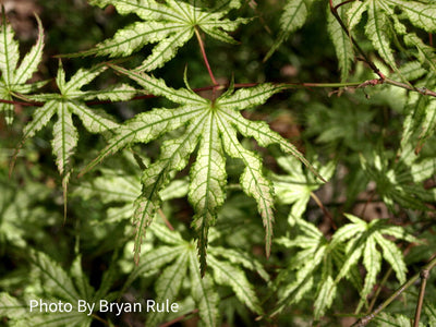 Buy Acer palmatum 'First Ghost' Japanese Maple — Mr Maple │ Buy ...