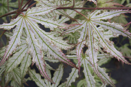 Buy Acer palmatum 'First Ghost' Japanese Maple — Mr Maple │ Buy ...