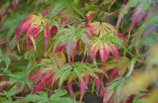 Buy Acer palmatum 'First Ghost' Japanese Maple — Mr Maple │ Buy ...