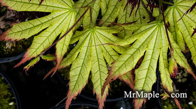 Buy Acer palmatum 'First Ghost' Japanese Maple — Mr Maple │ Buy ...