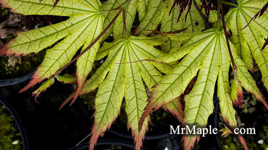 Buy Acer palmatum 'First Ghost' Japanese Maple — Mr Maple │ Buy ...