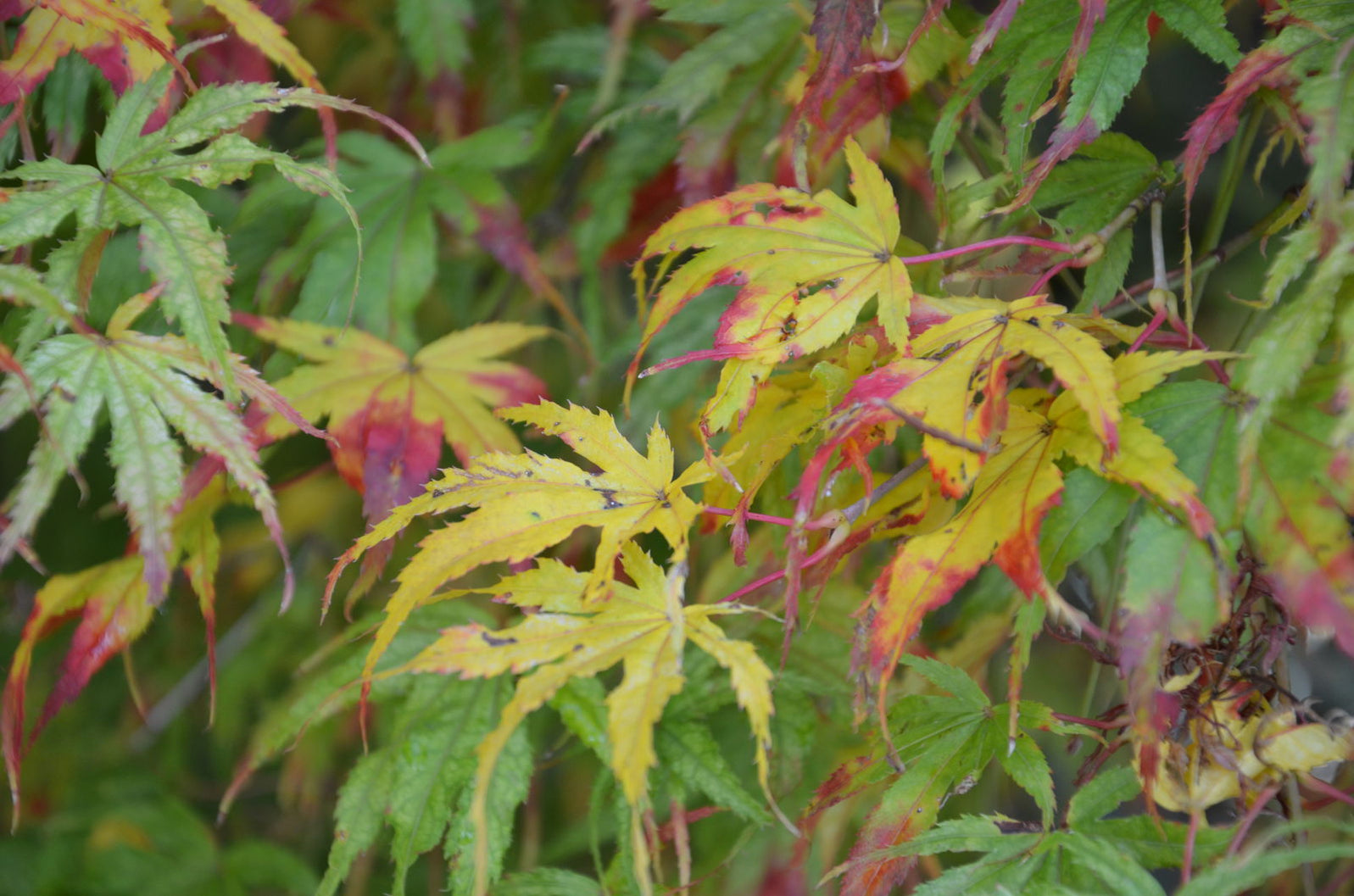 Buy Acer palmatum 'First Ghost' Japanese Maple — Mr Maple │ Buy ...