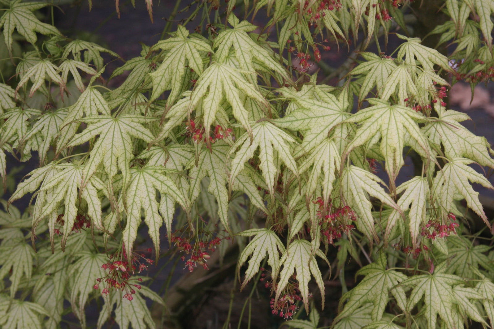 Buy Acer palmatum 'First Ghost' Japanese Maple — Mr Maple │ Buy ...