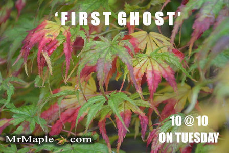 Buy Acer palmatum 'First Ghost' Japanese Maple — Mr Maple │ Buy ...