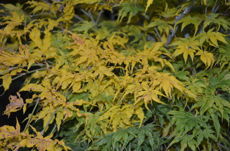 Buy Acer palmatum 'First Ghost' Japanese Maple — Mr Maple │ Buy ...