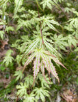 Buy Acer palmatum 'First Ghost' Japanese Maple — Mr Maple │ Buy ...