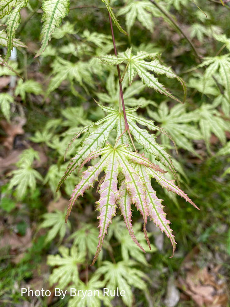 Buy Acer palmatum 'First Ghost' Japanese Maple — Mr Maple │ Buy ...