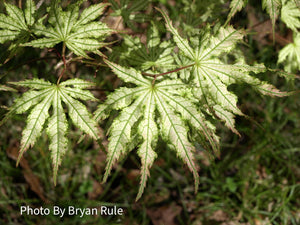 Buy Acer palmatum 'First Ghost' Japanese Maple — Mr Maple │ Buy ...