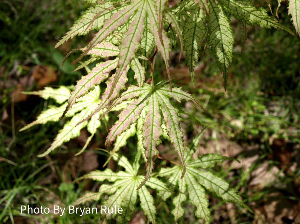 Buy Acer palmatum 'First Ghost' Japanese Maple — Mr Maple │ Buy ...