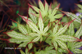 Buy Acer palmatum 'First Ghost' Japanese Maple — Mr Maple │ Buy ...