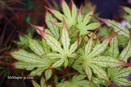 Buy Acer palmatum 'First Ghost' Japanese Maple — Mr Maple │ Buy ...