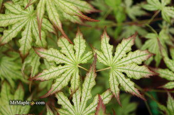Buy Acer palmatum 'First Ghost' Japanese Maple — Mr Maple │ Buy ...