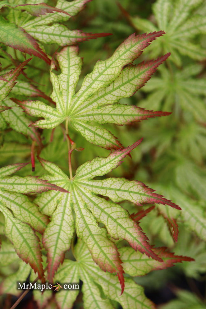 Buy Acer palmatum 'First Ghost' Japanese Maple — Mr Maple │ Buy ...