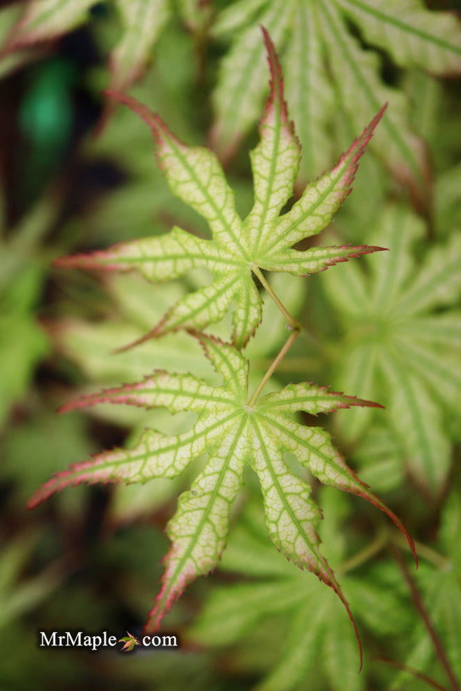 Buy Acer palmatum 'First Ghost' Japanese Maple — Mr Maple │ Buy ...