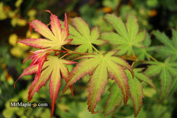 Buy Acer palmatum 'First Ghost' Japanese Maple — Mr Maple │ Buy ...