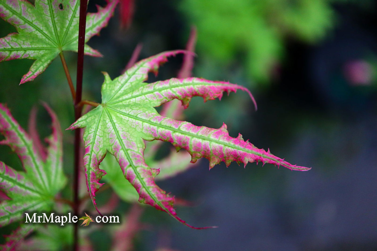 Buy Acer palmatum 'First Ghost' Japanese Maple — Mr Maple │ Buy ...