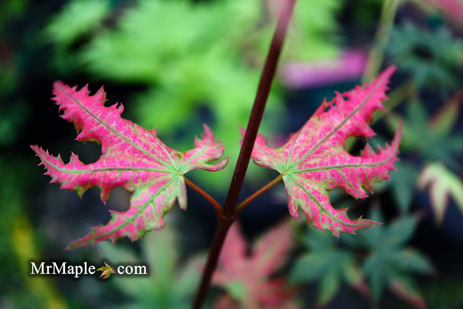 Buy Acer palmatum 'First Ghost' Japanese Maple — Mr Maple │ Buy ...