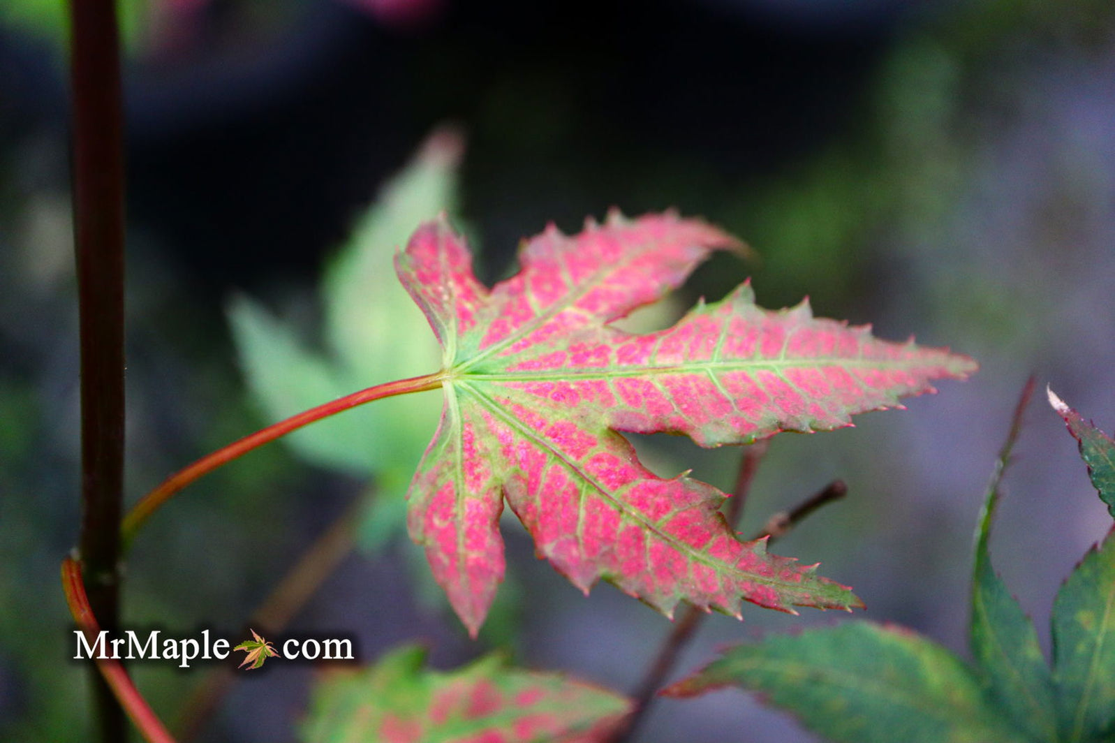 Buy Acer palmatum 'First Ghost' Japanese Maple — Mr Maple │ Buy ...