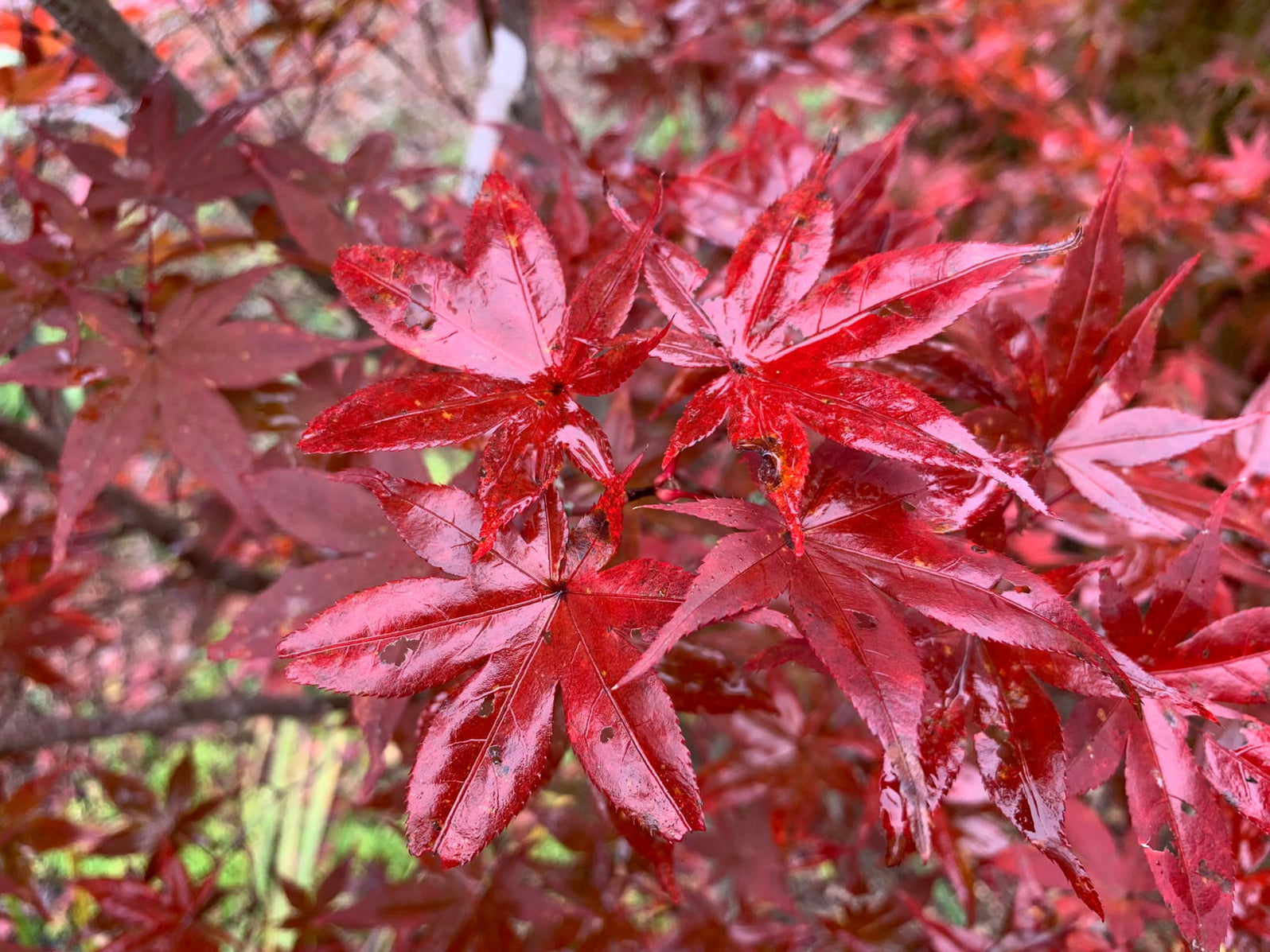 Buy Acer palmatum 'Flushing' Japanese Maple — Mr Maple │ Buy Japanese ...