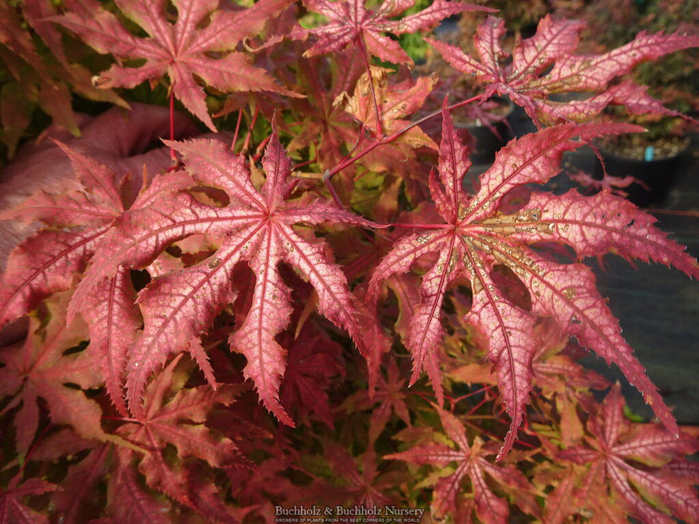 Buy Acer palmatum 'Fred's Wild Dream' Japanese Maple — Mr Maple │ Buy ...