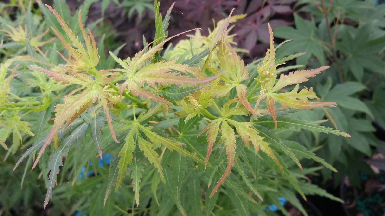 Buy Acer palmatum 'Frilly Willy' Japanese Maple — Mr Maple │ Buy ...
