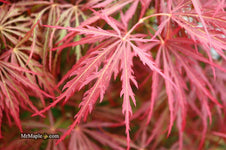 Buy Acer palmatum dissectum 'Garnet' Japanese Maple — Mr Maple │ Buy ...