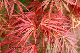 Buy Acer palmatum dissectum 'Garnet' Japanese Maple — Mr Maple │ Buy ...