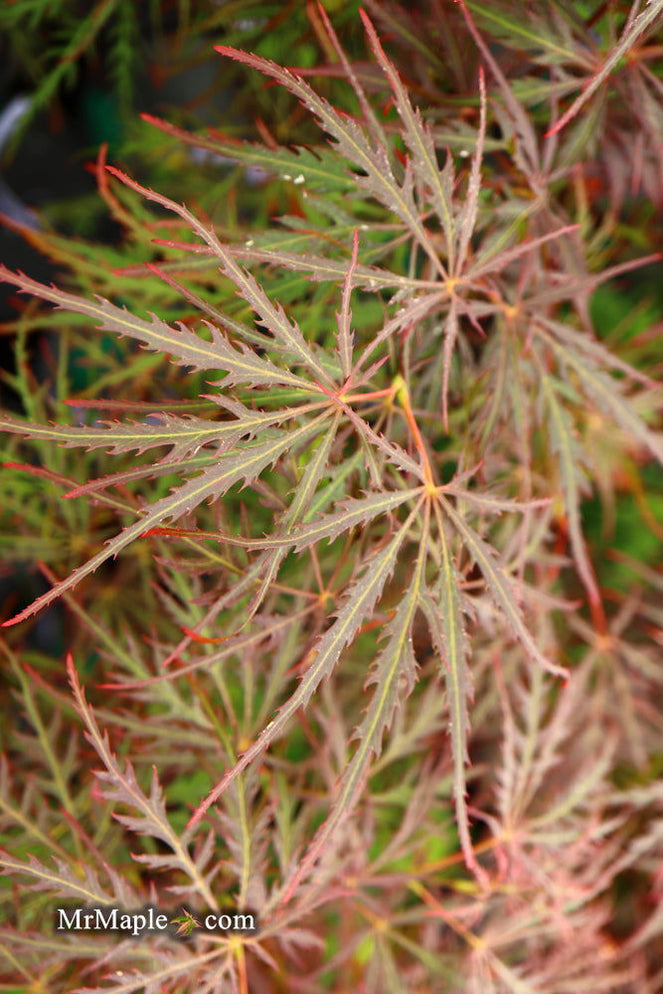 Buy Acer palmatum dissectum 'Garnet' Japanese Maple — Mr Maple │ Buy ...