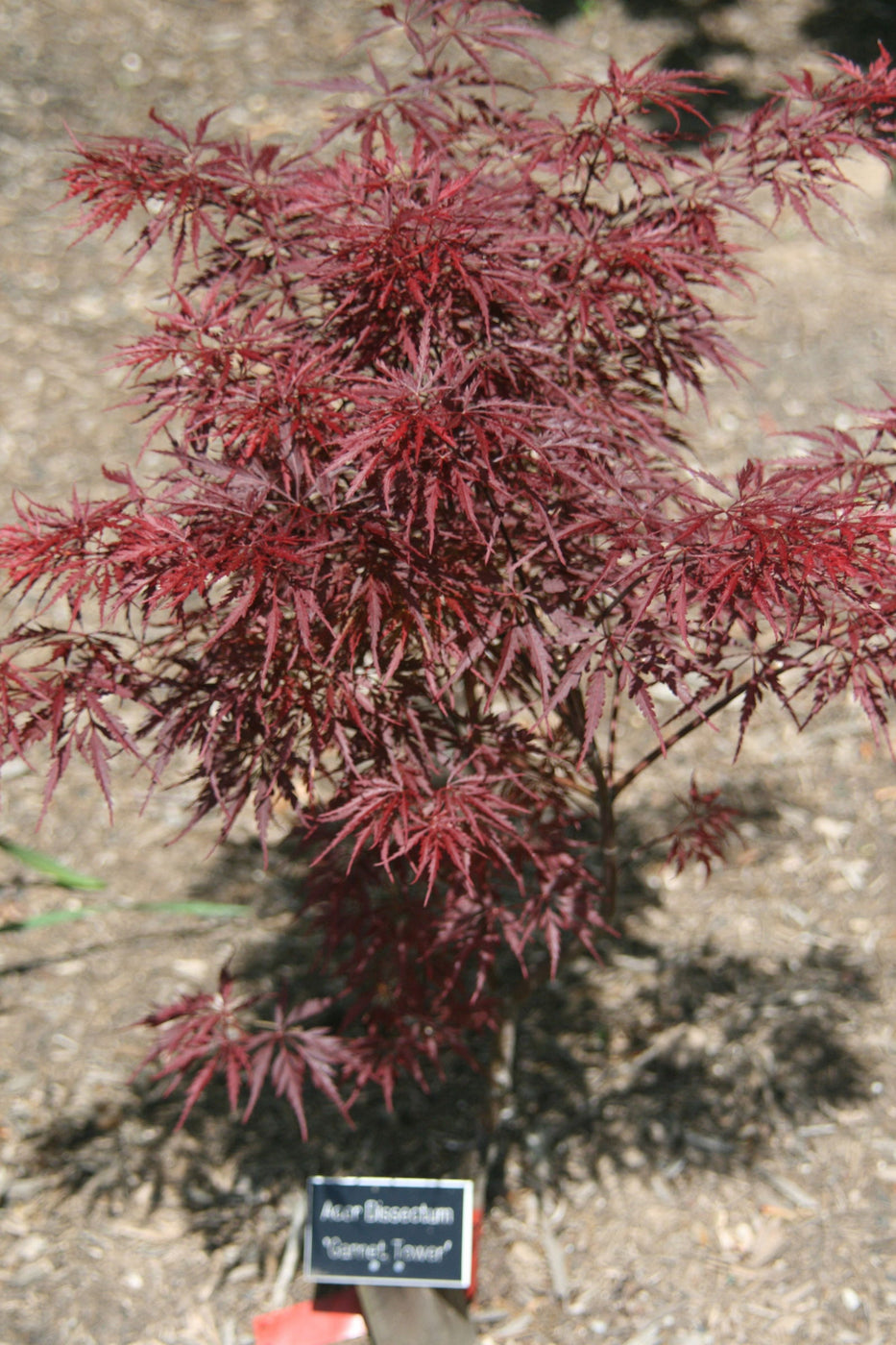Buy Acer palmatum dissectum 'Garnet Tower' Japanese Maple — Mr Maple ...