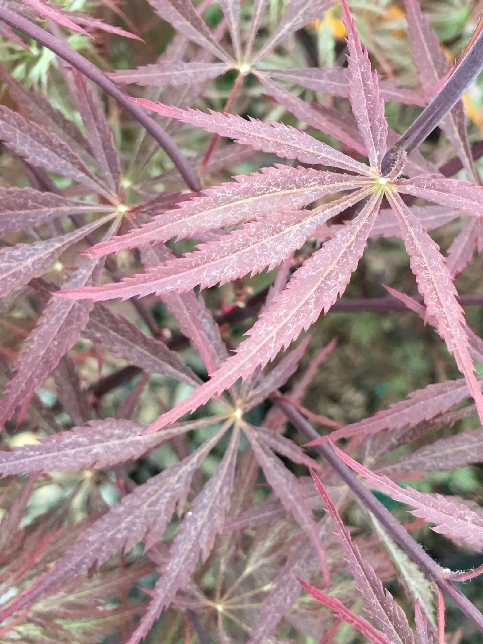 Buy Acer palmatum dissectum 'Garnet Tower' Japanese Maple — Mr Maple ...