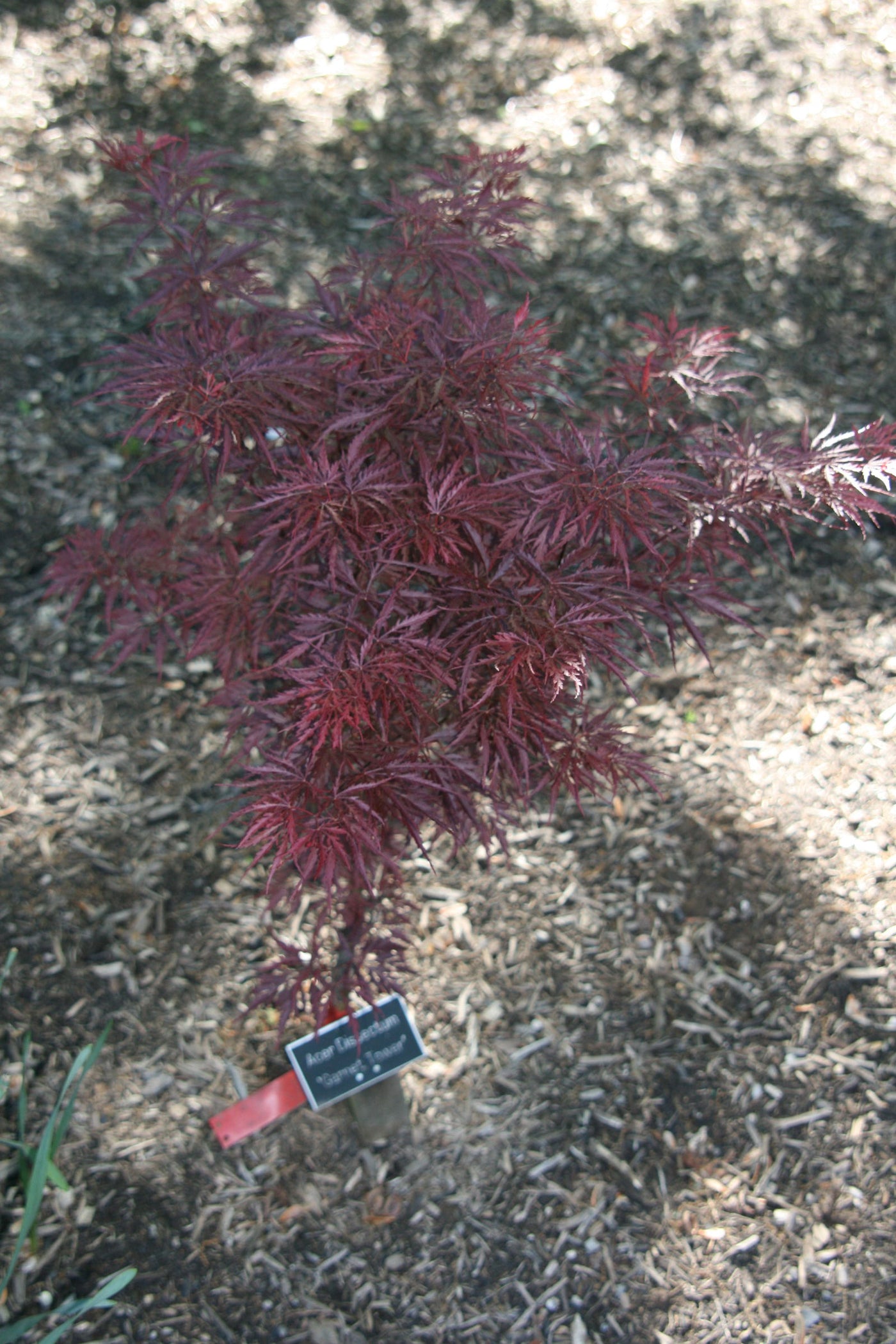 Buy Acer palmatum dissectum 'Garnet Tower' Japanese Maple — Mr Maple ...
