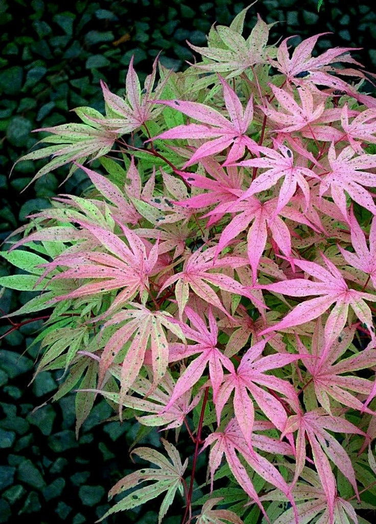 Buy Acer palmatum ‘Geisha’ Pink Japanese Maple — Mr Maple │ Buy ...