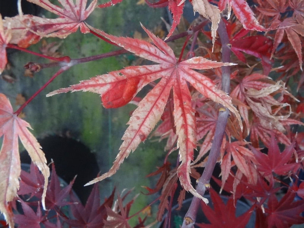 Buy Acer palmatum ‘Geisha’ Pink Japanese Maple — Mr Maple │ Buy ...