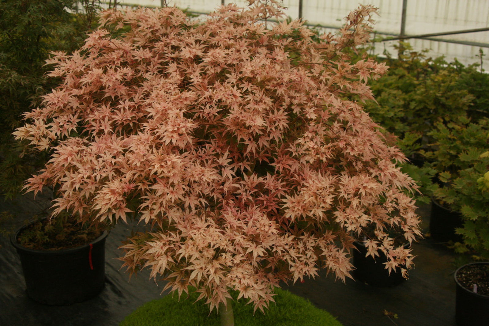 Buy Acer palmatum ‘Geisha’ Pink Japanese Maple — Mr Maple │ Buy ...