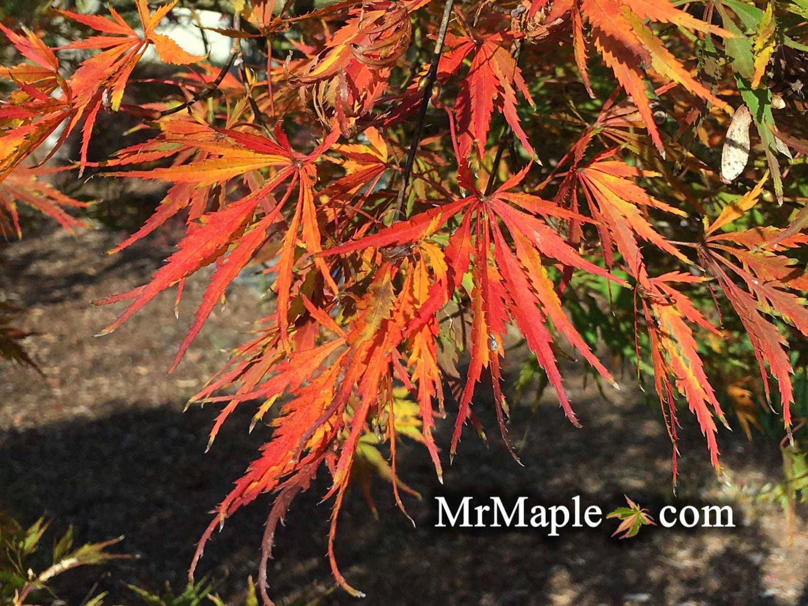 Buy Zone 9 Heat Tolerant Japanese Maples — Mr Maple │ Buy Japanese ...