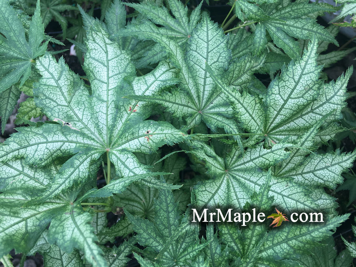 Buy Acer palmatum 'Ghost Dancer' Japanese Maple — Mr Maple │ Buy ...
