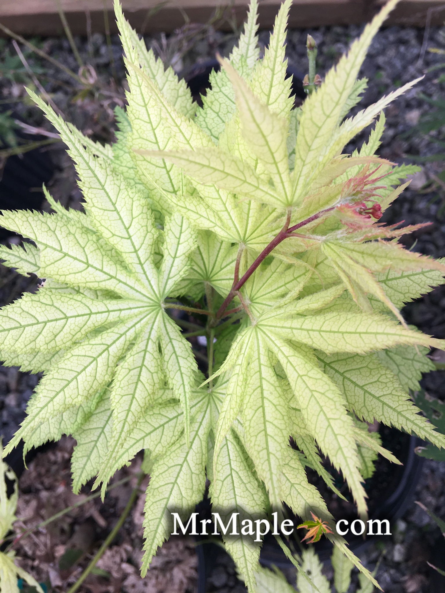 Buy Japanese Maples - MrMaple — Mr Maple │ Buy Japanese Maple Trees