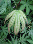 Buy Acer palmatum 'Ghost Dancer' Japanese Maple — Mr Maple │ Buy ...